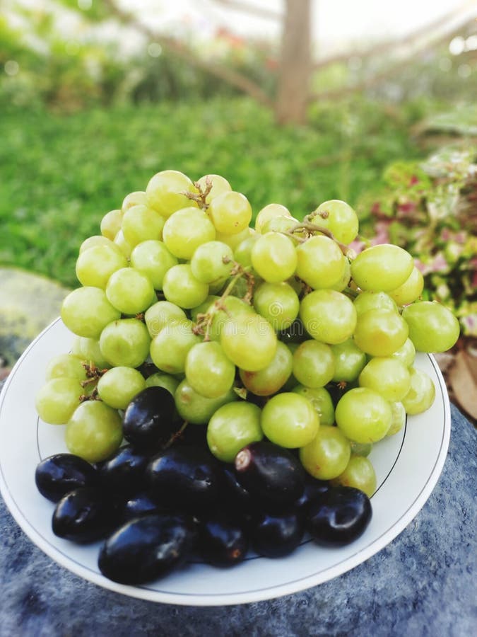 The Black and Green Grape Fresh on the Garden Stock Photo - Image of ...