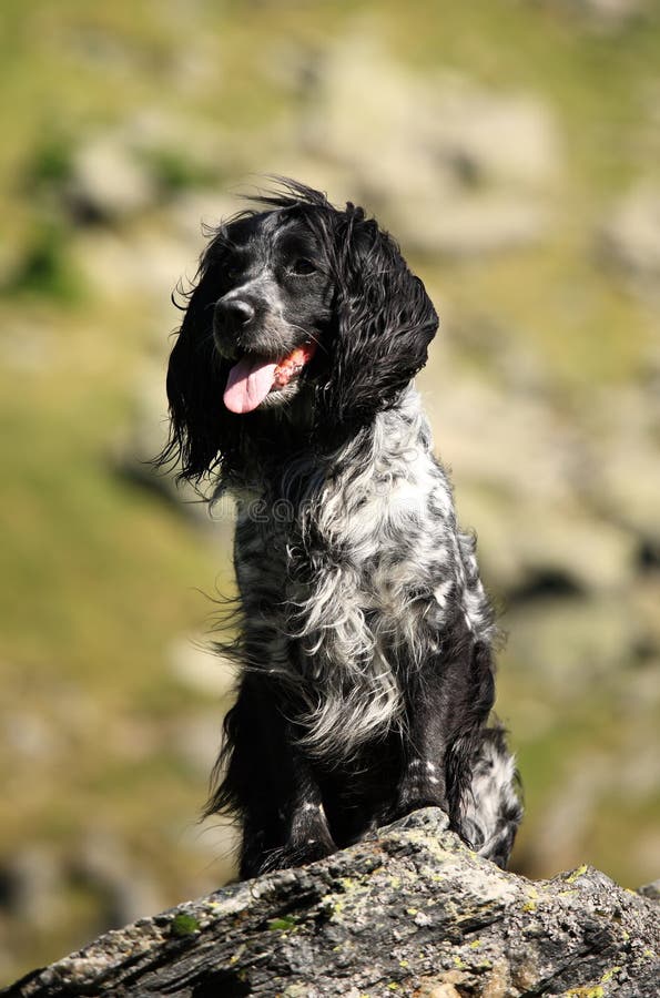 Black And Grey Cocker Spaniel Stock Photo - Image of familiaris, animal ...