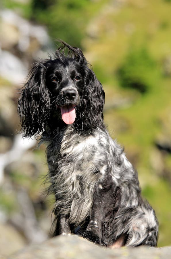 Cocker spaniel puppy stock photo. Image of cloudy, friendly - 9816544
