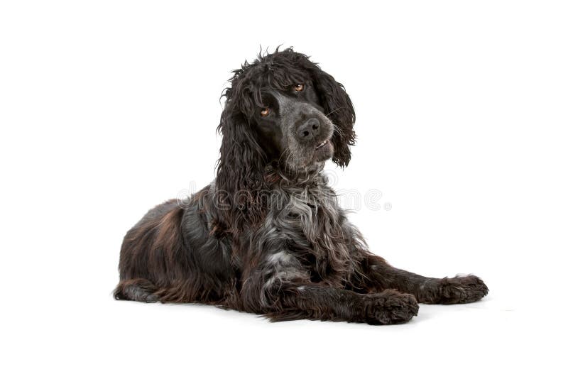 Black and Grey Cocker Spaniel Stock Photo - Image of black, canis: 14316526