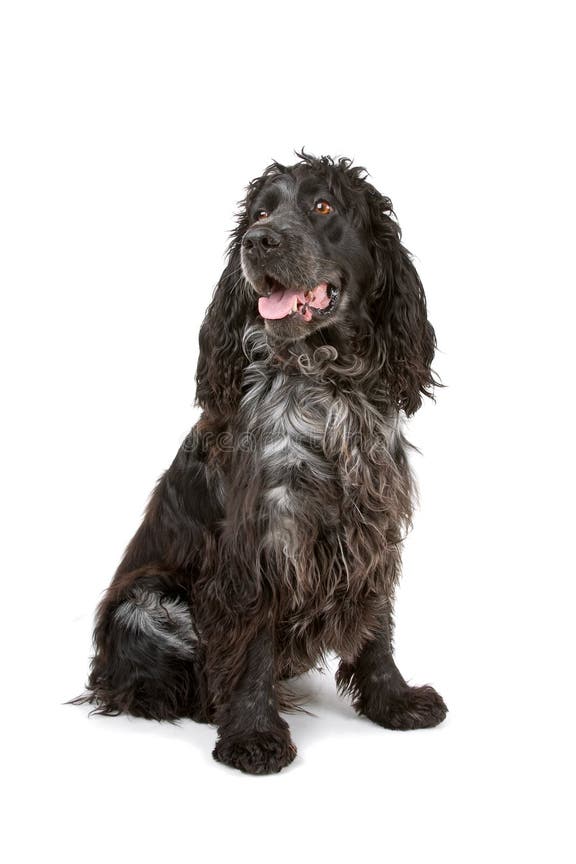 Black and Grey Cocker Spaniel Dog Stock Photo - Image of domestic, grey ...