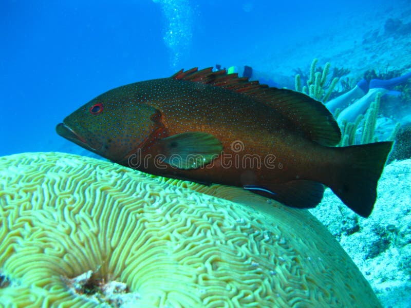 Black and Grey Fish Underwater Stock Photo - Image of corals ...