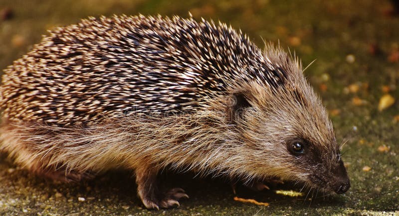 Black Grey Hedgehog Picture. Image: 83076207
