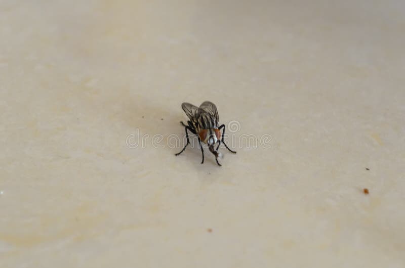 Fly on Tiled Surface Eating Sugar Stock Photo - Image of counter ...