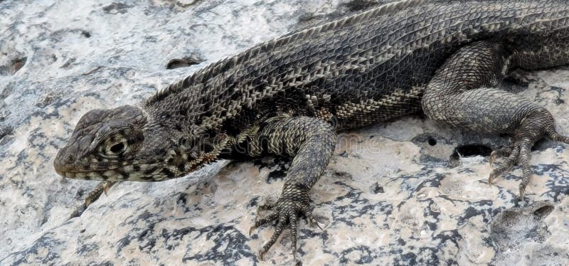 Black and Grey Lizard Perched on Rocks Near a Small Hole in the Ground ...