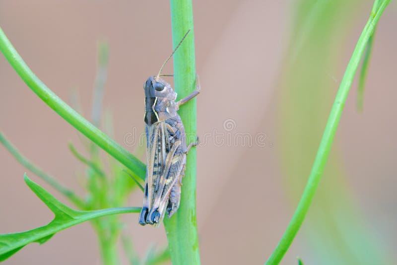 Locust stock photo. Image of insect, grasshopper, locust - 242656770