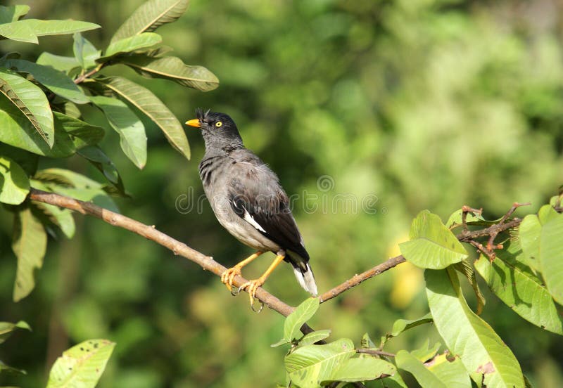 A Common Myna Swelling Its Feather Stock Photo - Image of myna, aves ...