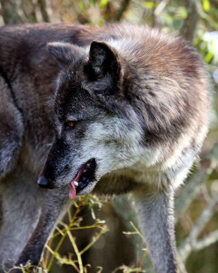 Black and Grey Wolf Looking Down and Back Stock Photo - Image of nature ...
