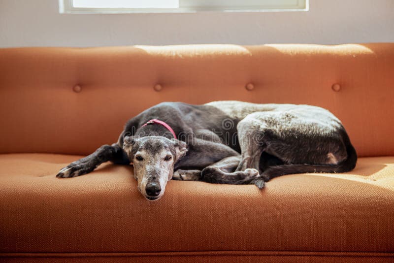 Black Greyhound Dog Sitting on a Brown Sofa in a House Stock Image ...