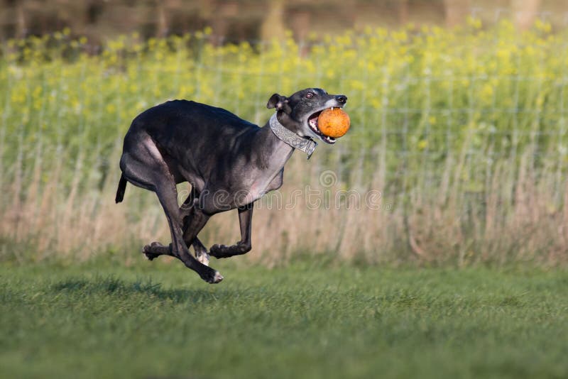 Running Greyhound stock image. Image of hunt, rapid, gallop - 51190397
