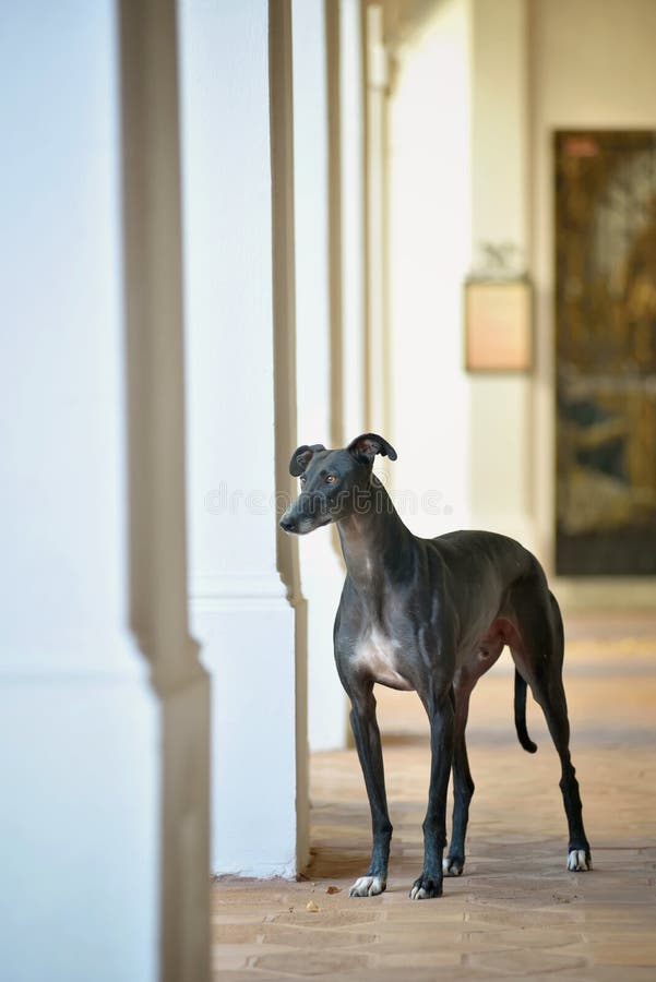181 Sad Greyhound Stock Photos - Free & Royalty-Free Stock Photos from ...