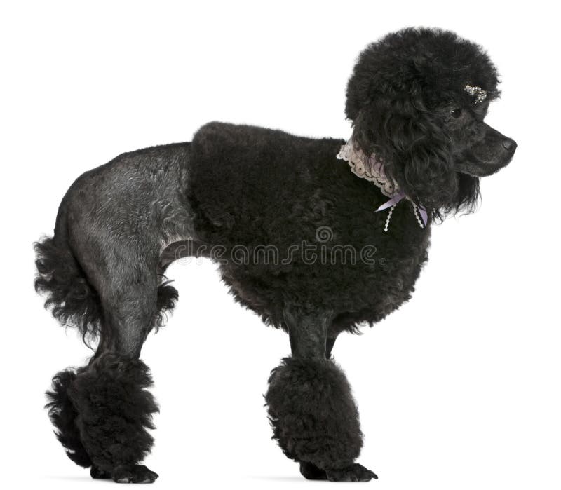 Shot of Twosome Black and White Poodle Dogs Together Stock Photo ...