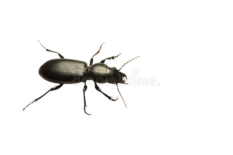 153 Black Ground Beetle Top View Stock Photos - Free & Royalty-Free ...