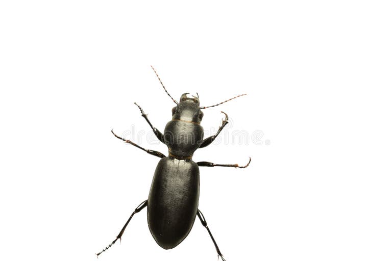 Black Ground Beetle, Top View. Stock Image - Image of collection ...
