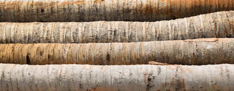 Black ground coconut stock image. Image of beautifully - 73955563