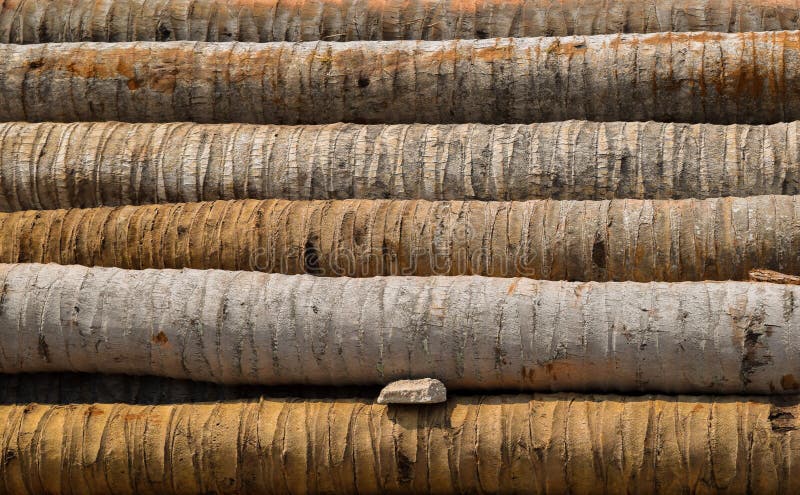 Black ground coconut stock photo. Image of overlap, ground - 73956006