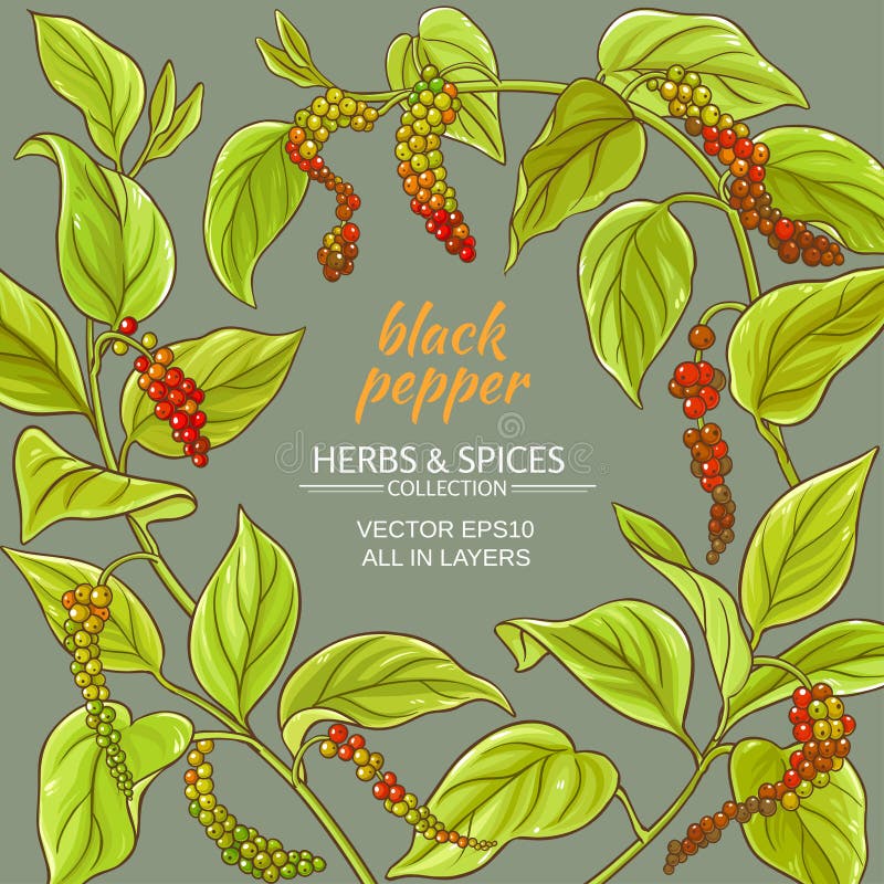 Ground Peppercorn Stock Illustrations – 204 Ground Peppercorn Stock ...