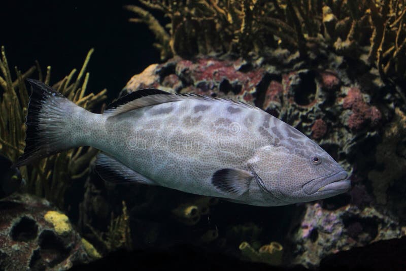 Black Grouper yawning stock photo. Image of swallow, fish - 8441298