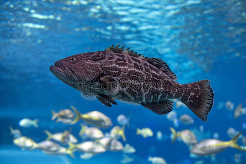 Black Grouper stock image. Image of ocean, dive, reptile - 305913509