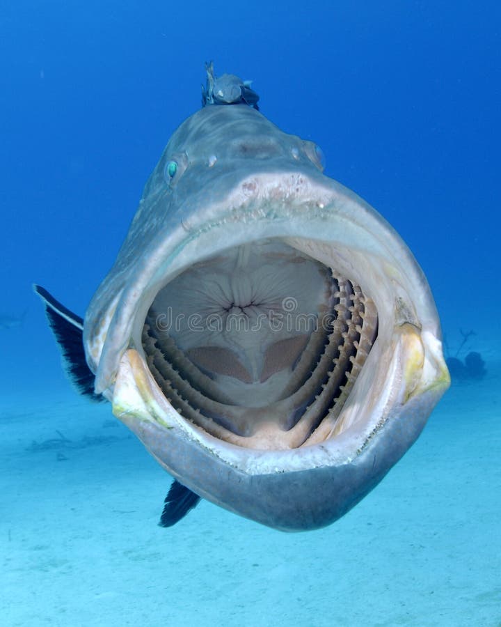 Trpical Fish Amazon Stock Photos - Free & Royalty-Free Stock Photos ...