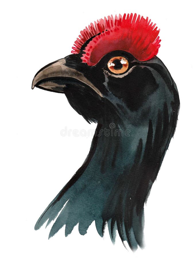 Black grouse bird stock illustration. Illustration of black - 264793562
