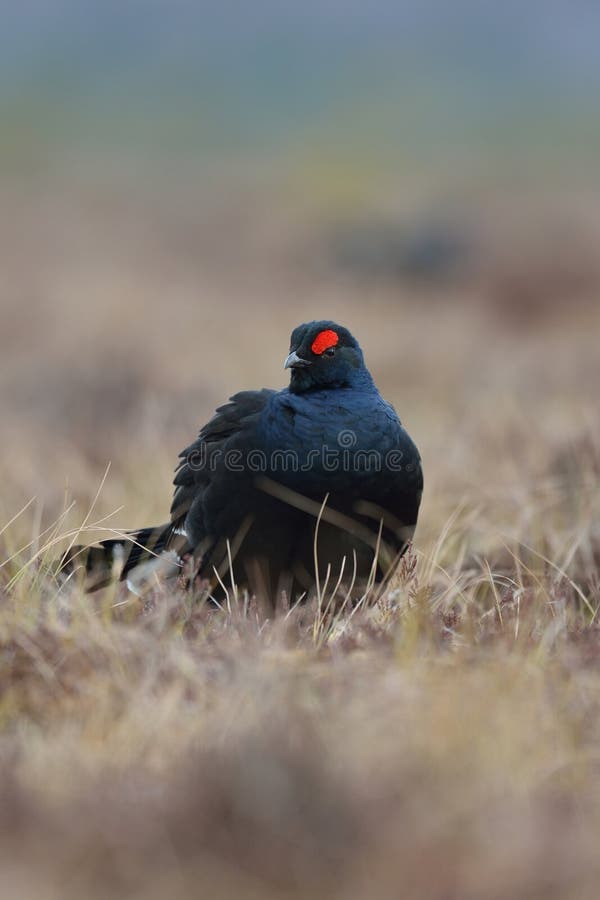 Black grouse stock photo. Image of europe, ornithology - 53214608
