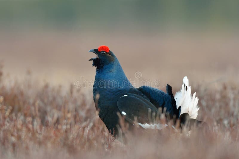 Black grouse calling stock image. Image of shouting, baltic - 50731631