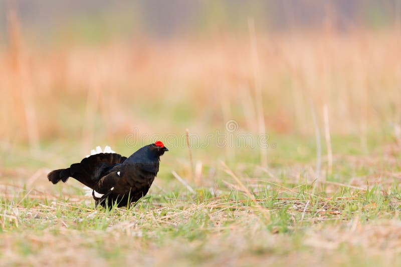 Black Grouse in a Field stock photo. Image of animal - 97123756