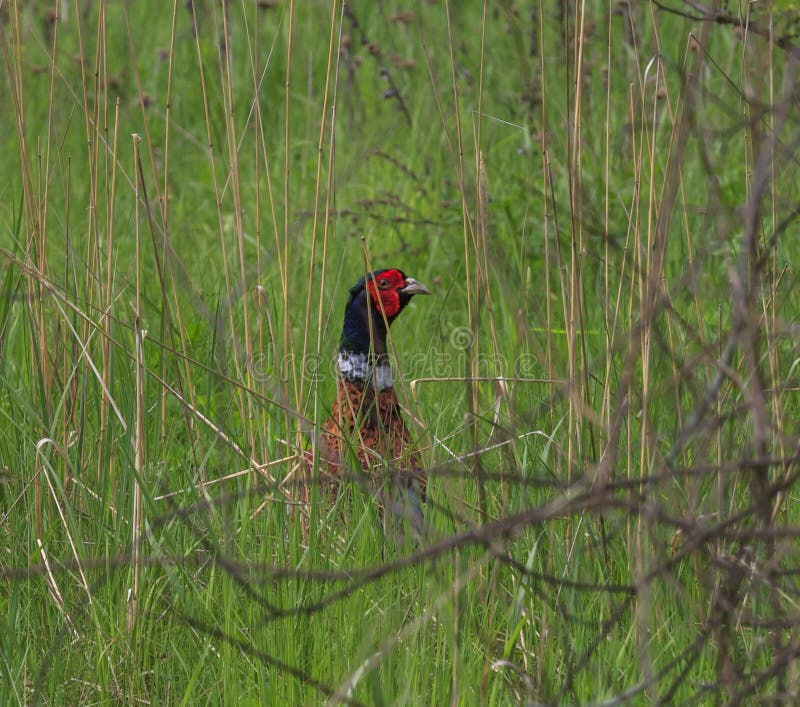 Black Grouse Hiding in the Grass Stock Image - Image of grouse, hiding ...