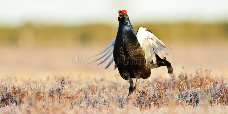 Black grouse jumping stock photo. Image of shout, royal - 39323336
