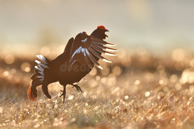 Black Grouse Jumping at Sunrise Stock Photo - Image of morning, action ...