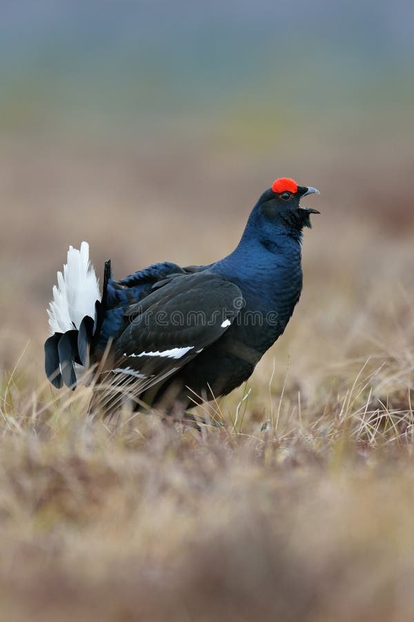 Black grouse stock image. Image of marsh, shout, game - 53214759