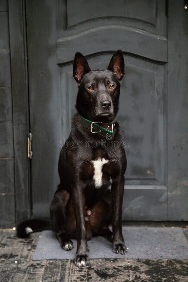 Black Dog in Front of Black House of Owner in the Forest Stock Photo ...