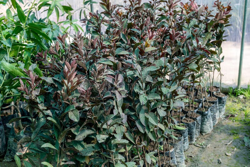 Guava Roots Stock Photos - Free & Royalty-Free Stock Photos from Dreamstime