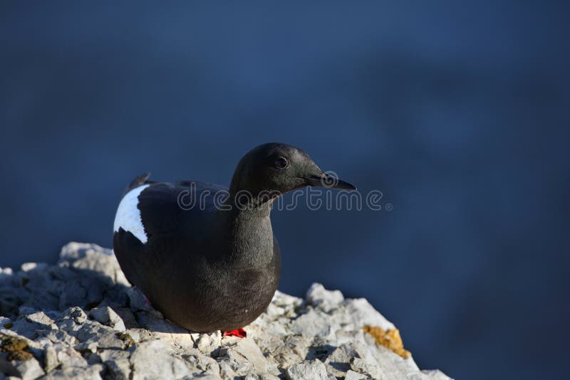 131 Black Guillemot Arctic Bird Stock Photos - Free & Royalty-Free ...