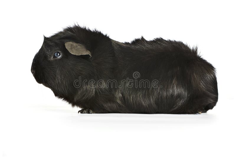 1,193 Pig Shadow Stock Photos - Free & Royalty-Free Stock Photos from ...