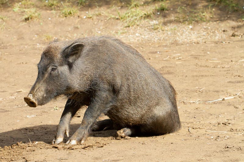 450 Hog Sitting Photos - Free & Royalty-Free Stock Photos from Dreamstime