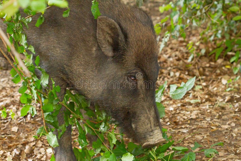 Black and Hairy Wild Boar on the Grass Stock Image - Image of black ...