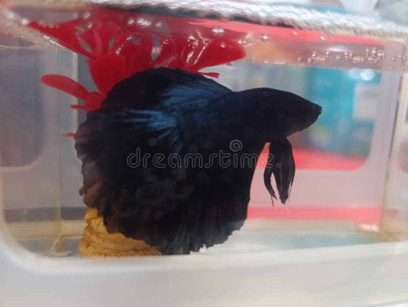 Black half moon betta fish stock image. Image of betta - 374669051