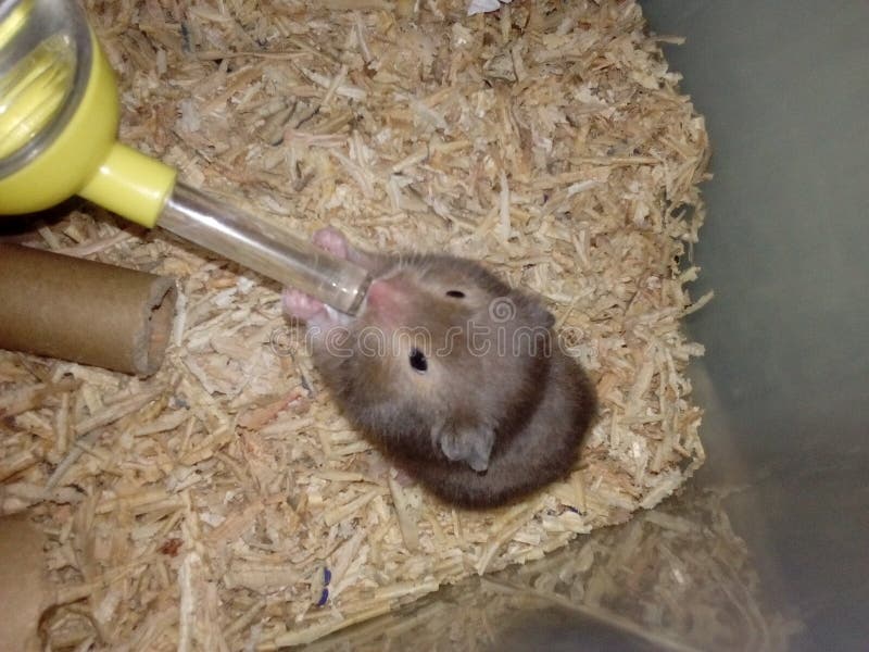 Black Hamster Drinking on Bottle Stock Photo - Image of yellow ...