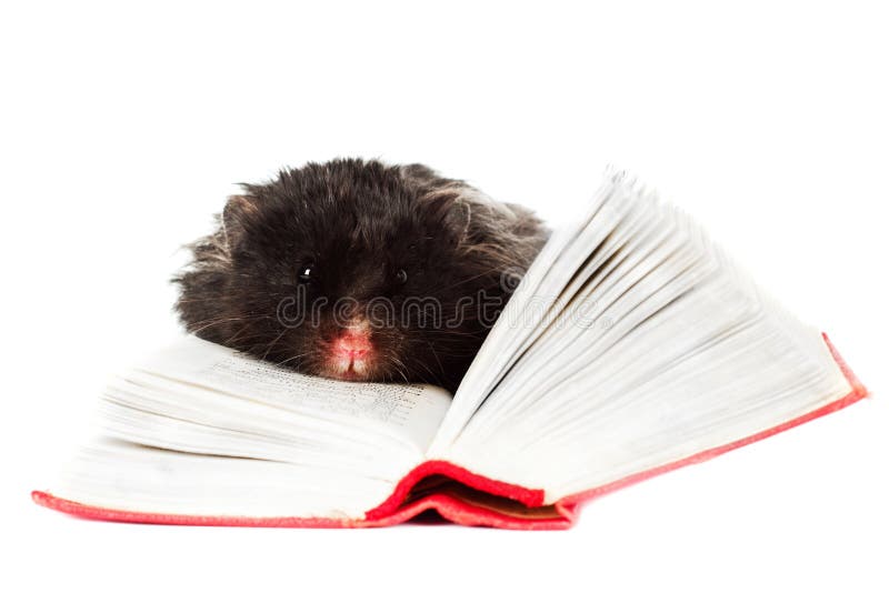 Black Hamster Reading a Book Stock Photo - Image of reading, learning ...