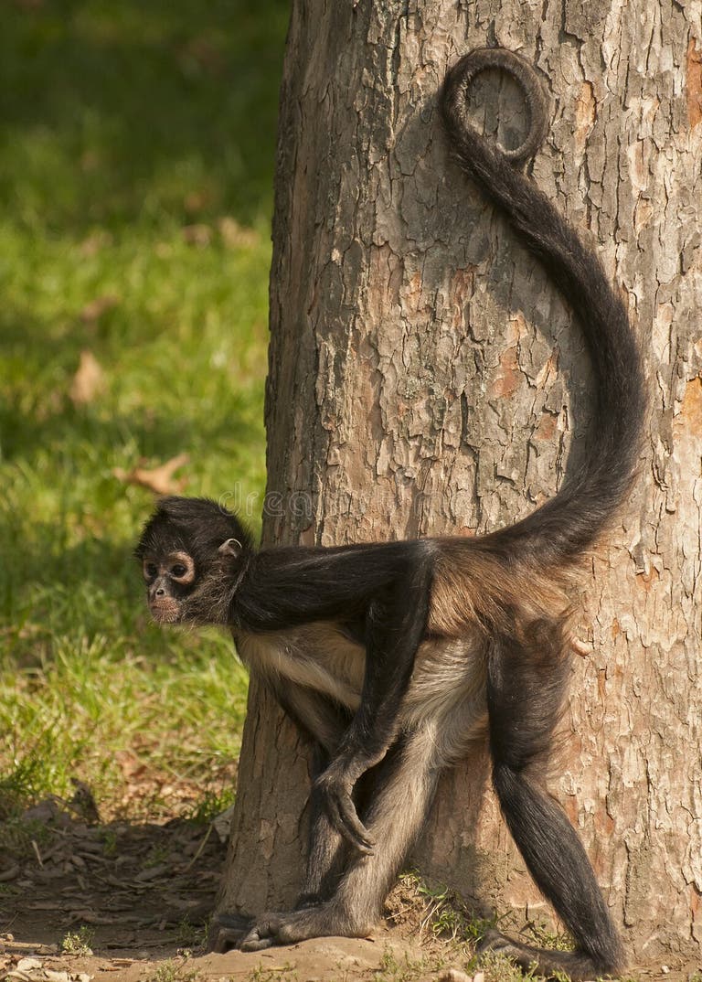 1,513 Monkey Long Tail Zoo Stock Photos - Free & Royalty-Free Stock ...