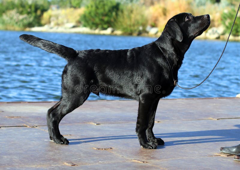 Black Happy Labrador in Summer Near River Stock Photo - Image of ...