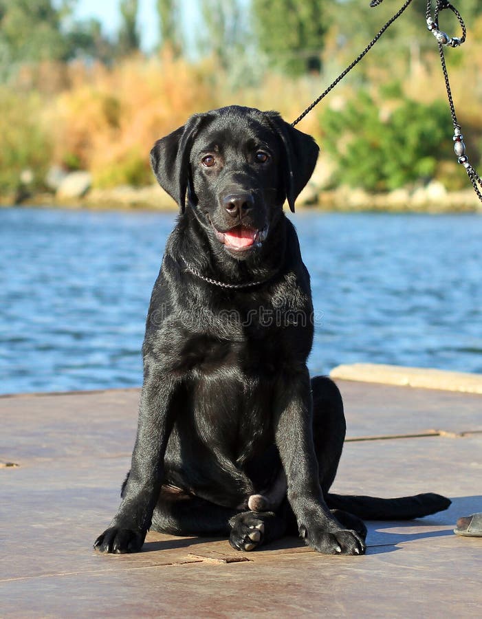 Black Happy Labrador in Summer Near River Stock Image - Image of animal ...
