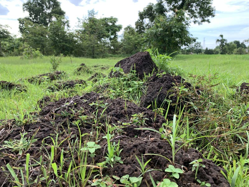 Black Hard Rocks Stuck Together in a Solid Mass, Spread Across a Green ...