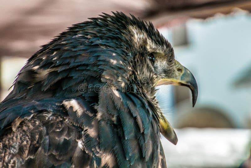 Black hawk with beak open stock image. Image of vacation - 109858665