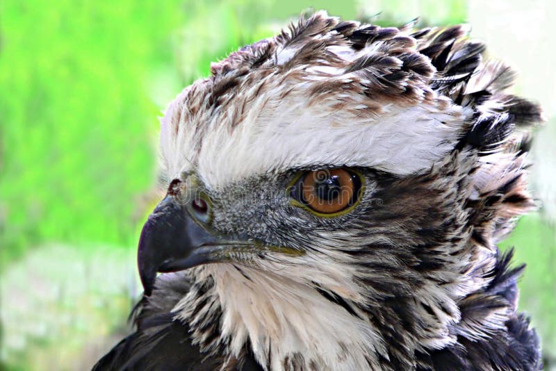 Black Hawk-Eagle stock photo. Image of bird, birdwatching - 787430