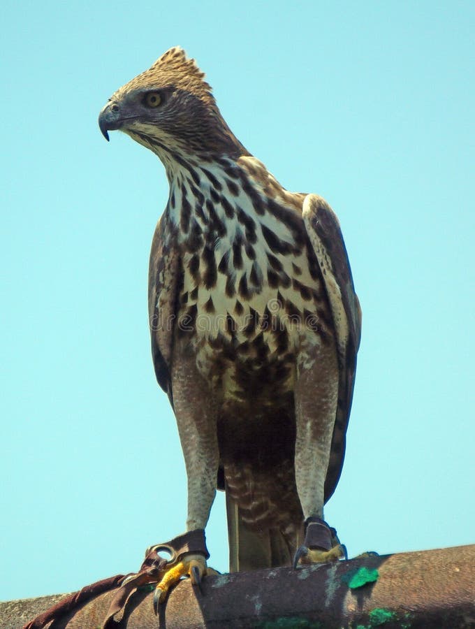 Black hawk-eagle stock image. Image of herd, aquatic - 47220617