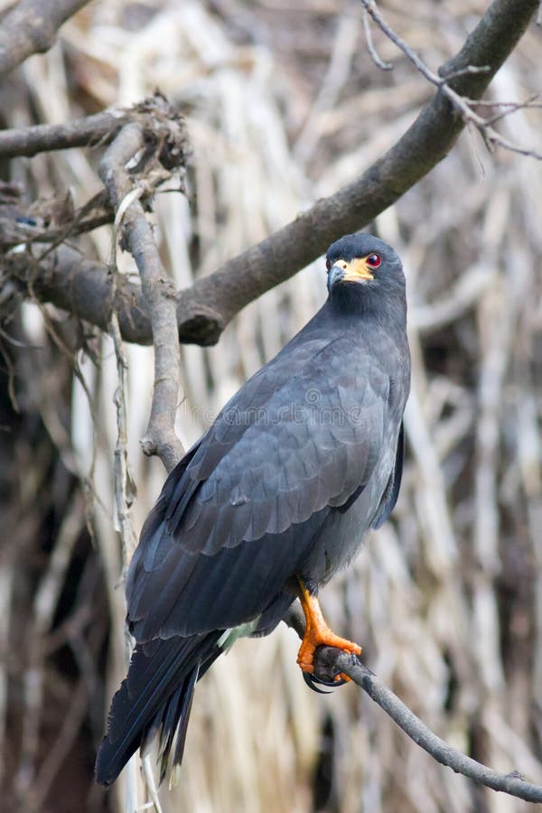 Black hawk-eagle stock image. Image of herd, aquatic - 47220617