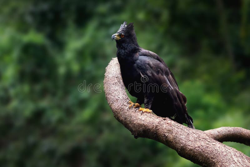 Black Hawk-eagle stock photo. Image of south, hawk, black - 306950148
